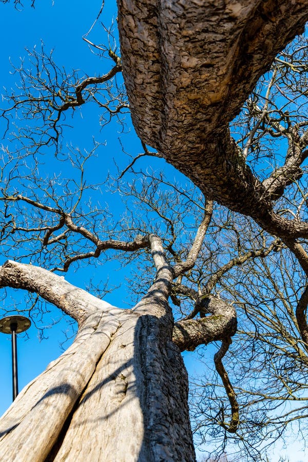 Upward View To High Tree from Inside of Trunk Stock Photo - Image of ...
