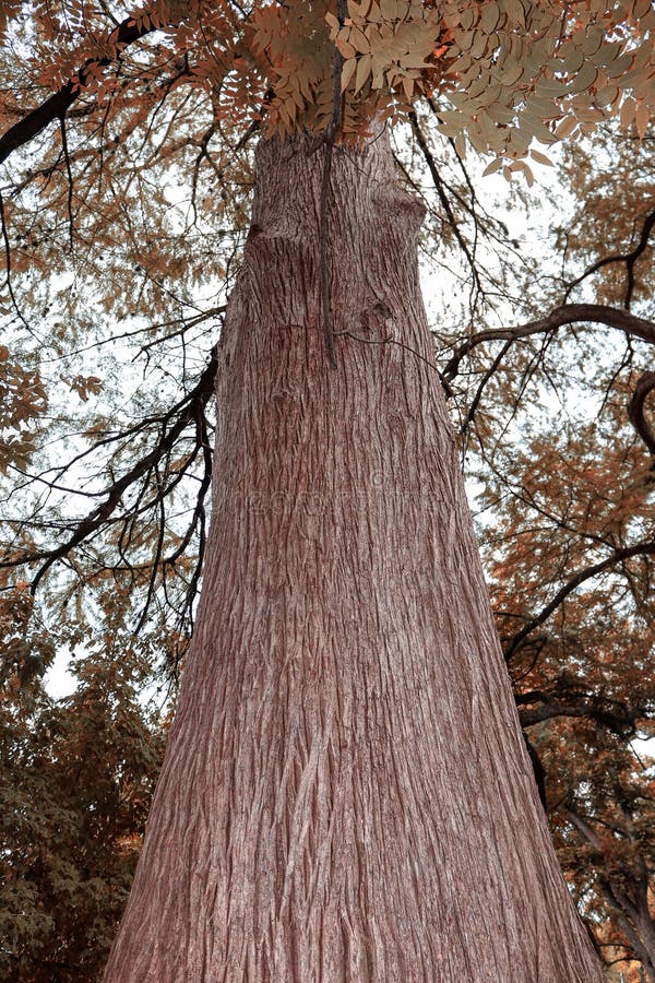Upward Gaze at the Towering Bark of a Grand Tree Stock Image - Image of ...