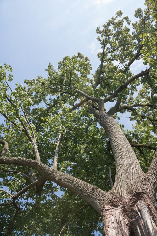 Upward View of a Tree stock photo. Image of growth, bark - 79656600