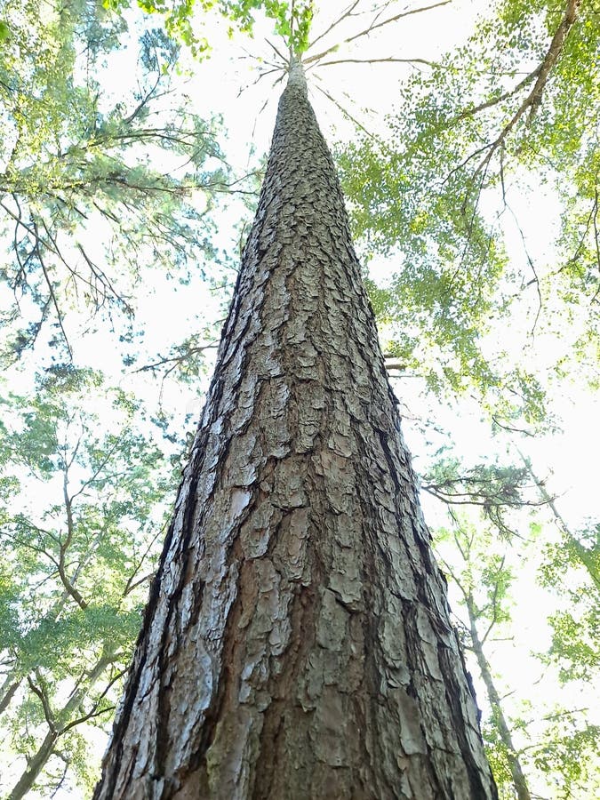 Upward view of a tree stock image. Image of nature, branch - 230748379