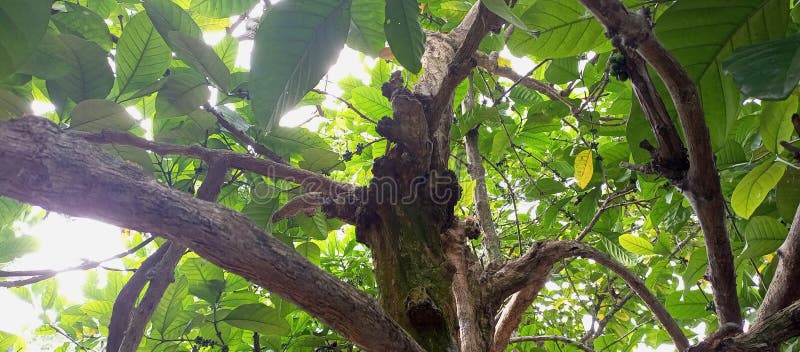 Upward View of Tree Trunk and Green Leaves Stock Photo - Image of ...