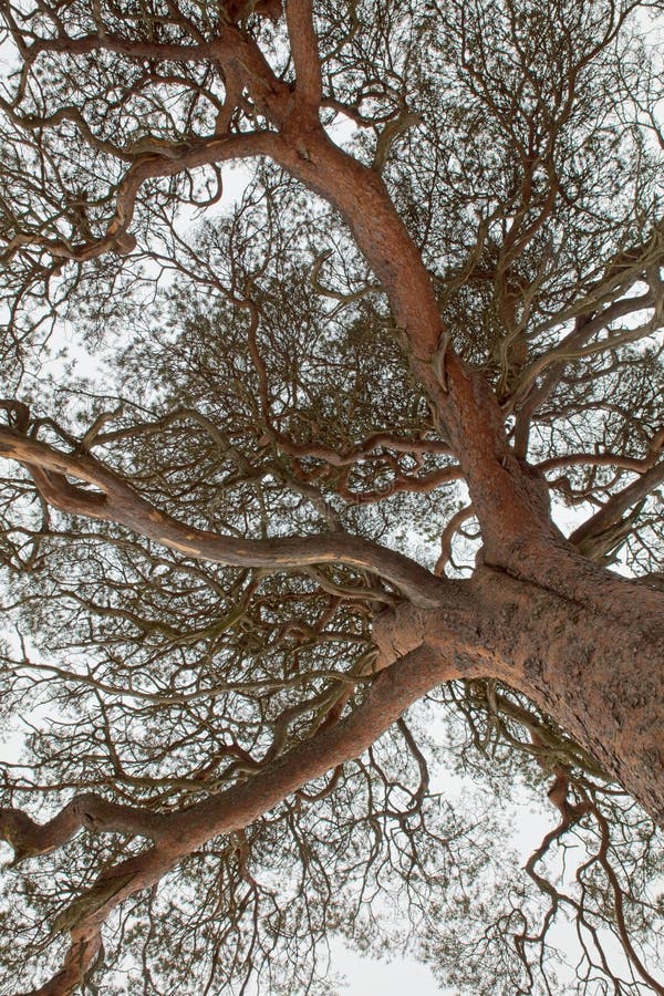Upward view of tree. stock photo. Image of background - 310399018