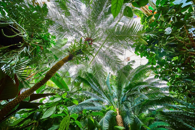 Upward View of Trees Inside Conservatory of Flowers Stock Photo - Image ...
