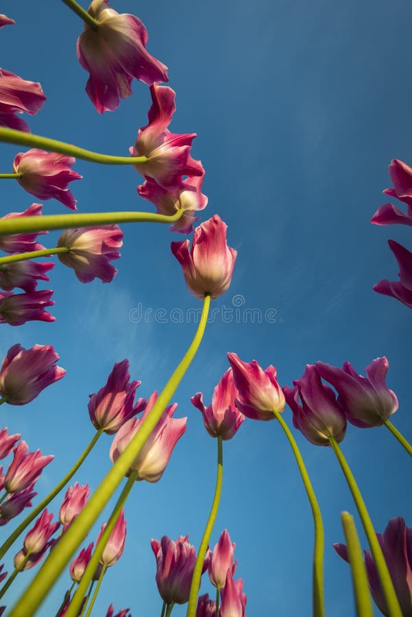 Upward view of tulips stock image. Image of valley, beautiful - 30890599