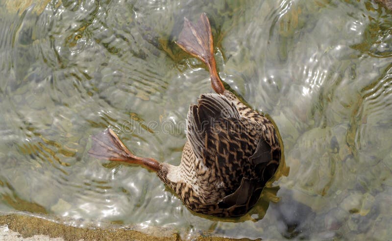 Upwards backwards stock image. Image of wildlife, river - 74428817
