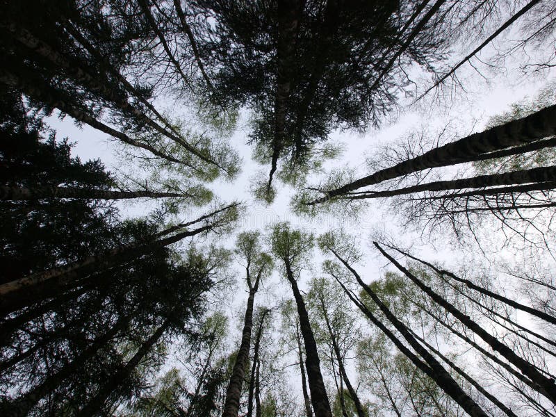 Upwards Photo of Early Spring Trees Stock Photo - Image of baltic ...