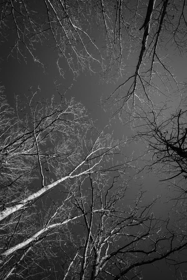 Upwards View of Bare Tree Tops in Black and White Stock Image - Image ...