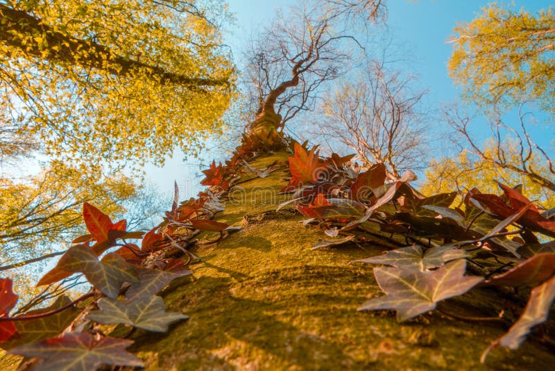 Upwards View in the Forest Looking Stock Photo - Image of leaf, blue ...
