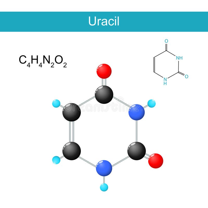 Uracil chemical formula stock vector. Illustration of structure - 150837318