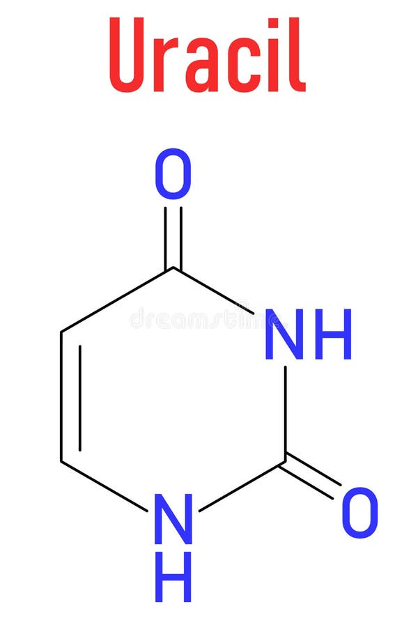 Uracil Nucleobase Molecule. Present in Ribonucleic Acid. Skeletal ...