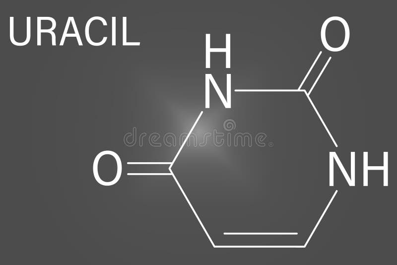 Uracil Nucleobase Molecule. Present in Ribonucleic Acid. Skeletal ...
