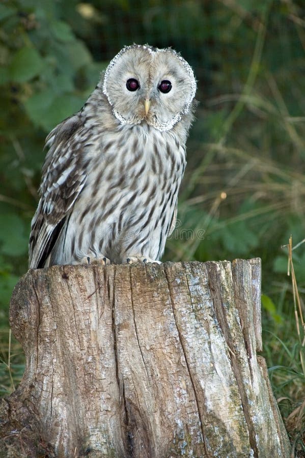 Ural Eule stockfoto. Bild von opfer, raubvogel, tier, ural - 3061038