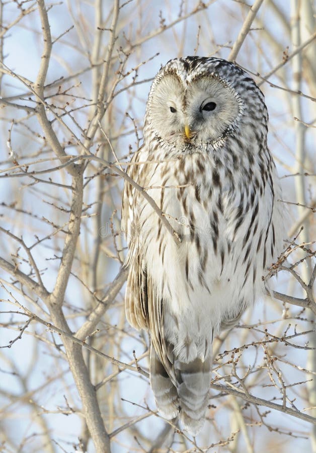 Ural Owl stock photo. Image of ural, white, aves, limb - 17835620
