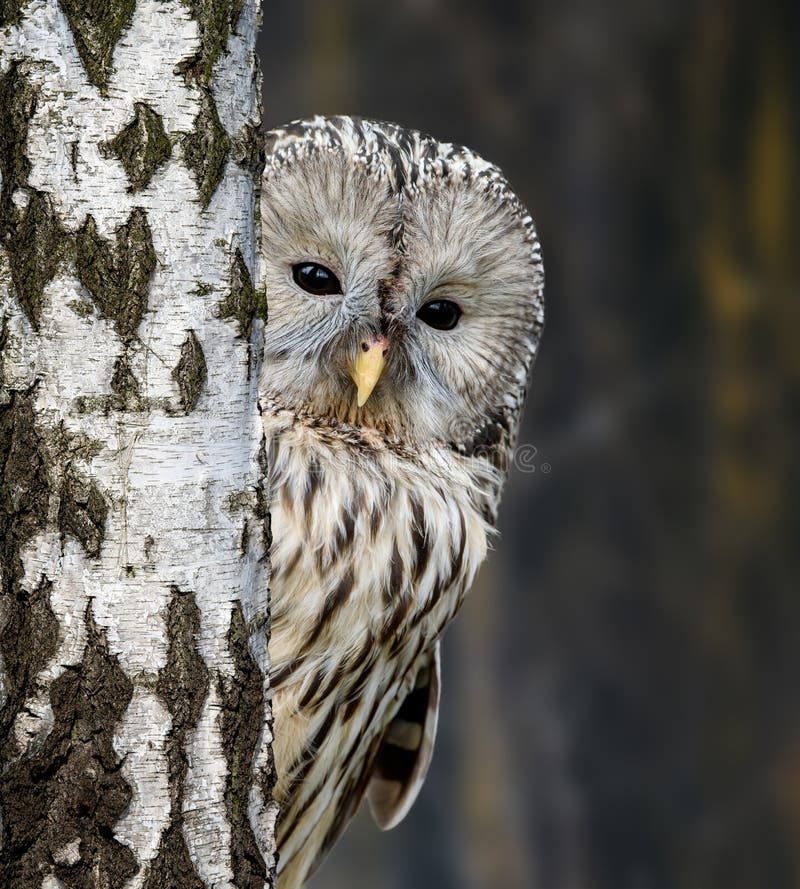 Ural Owl in Autumn Forest Looks Out from Behind the Tree Stock Image ...