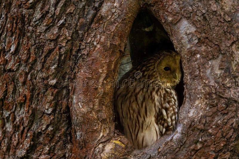 Ural Owl Hidden in Tree Hollow Stock Image - Image of closeup ...