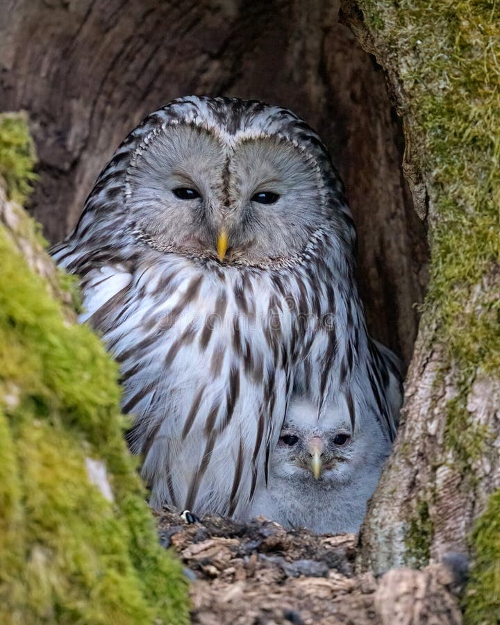 Ural Owl with Its Owlet in the Nest Stock Image - Image of natural, ornithology: 379885125