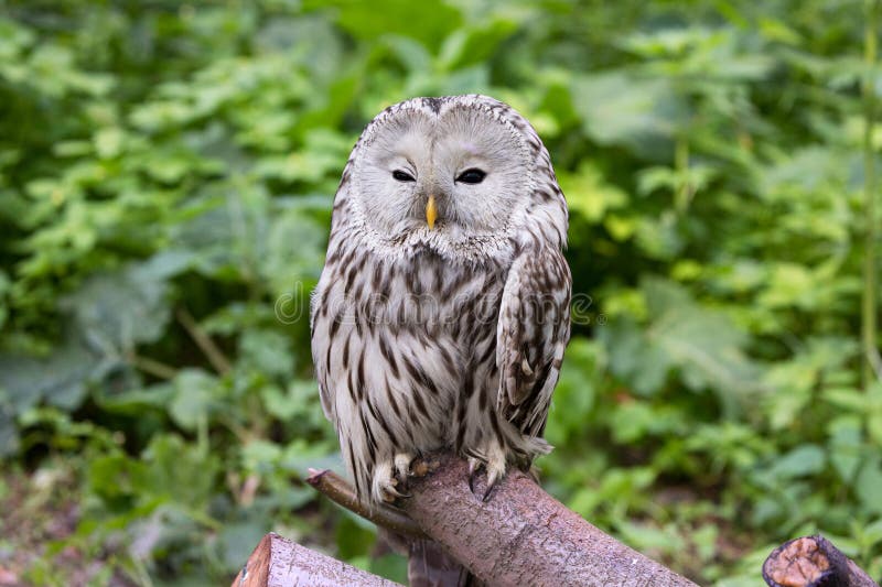 Ural Owl on a Log in Summer Forest (Strix Uralensis) Stock Photo ...
