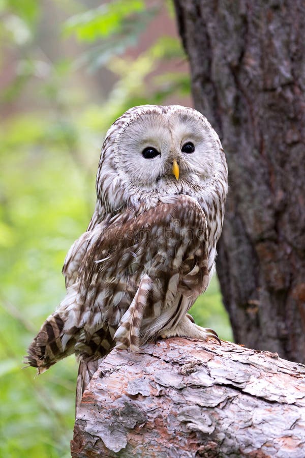Ural Owl on a Log in Summer Forest (Strix Uralensis) Stock Photo ...