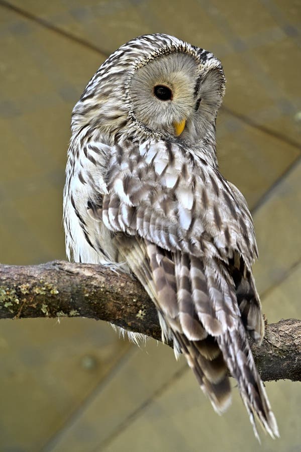 Ural Owl is a Night Bird Animals Zoo Stock Image - Image of portrait ...
