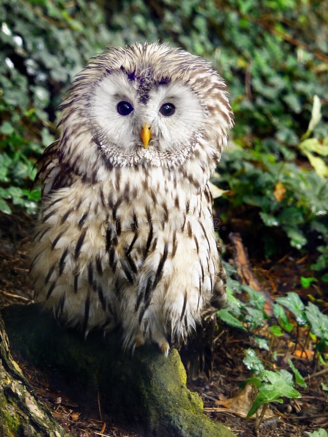 Ural Owl stock image. Image of animal, portrait, carnivore - 76659543