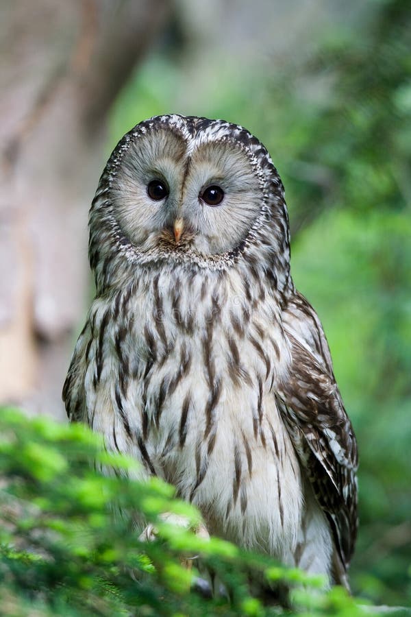 Ural Owl stock image. Image of nocturnal, forest, bayerische - 34836263 Ural Owl stock image. Image of nocturnal, forest, bayerische - 34836263