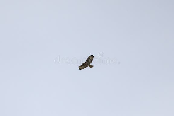 (Strix Uralensis) Flying Above Stock Photo - Image of animal, uralensis ...