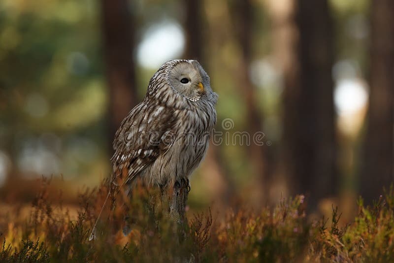 Ural Owl Strix Uralensis is a Large Nocturnal Owl Stock Image - Image ...