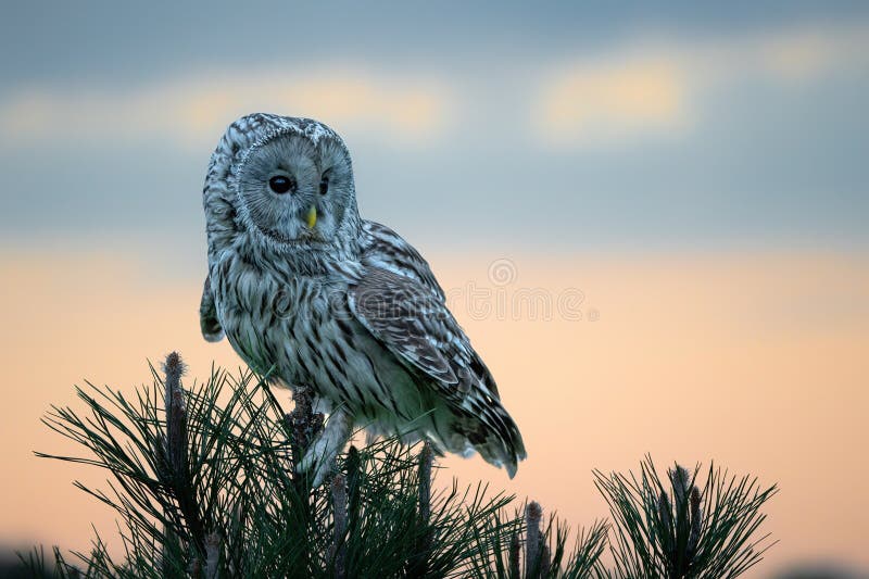 Ural Owl at Sunset in the Netherlands Stock Photo - Image of nature ...