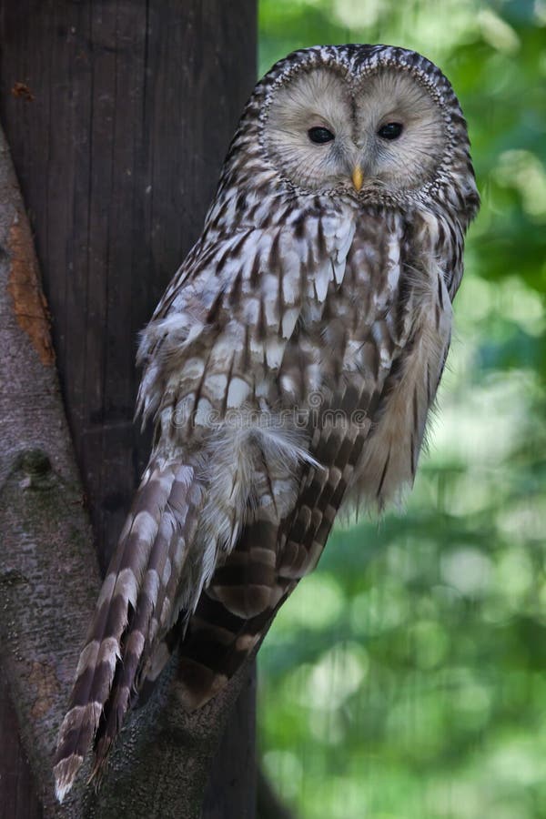Ural Owl (Strix Uralensis). Stock Photo - Image of owls, aves: 76074990