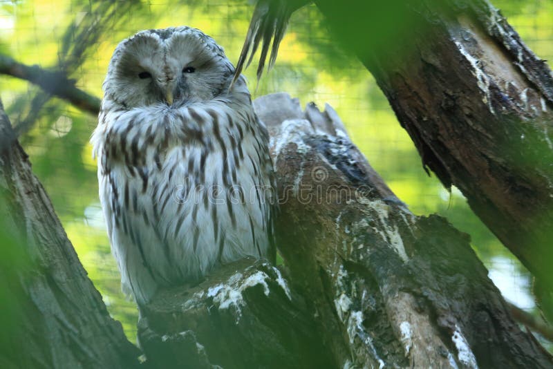 Ural owl stock photo. Image of uralensis, animal, strix - 257115454