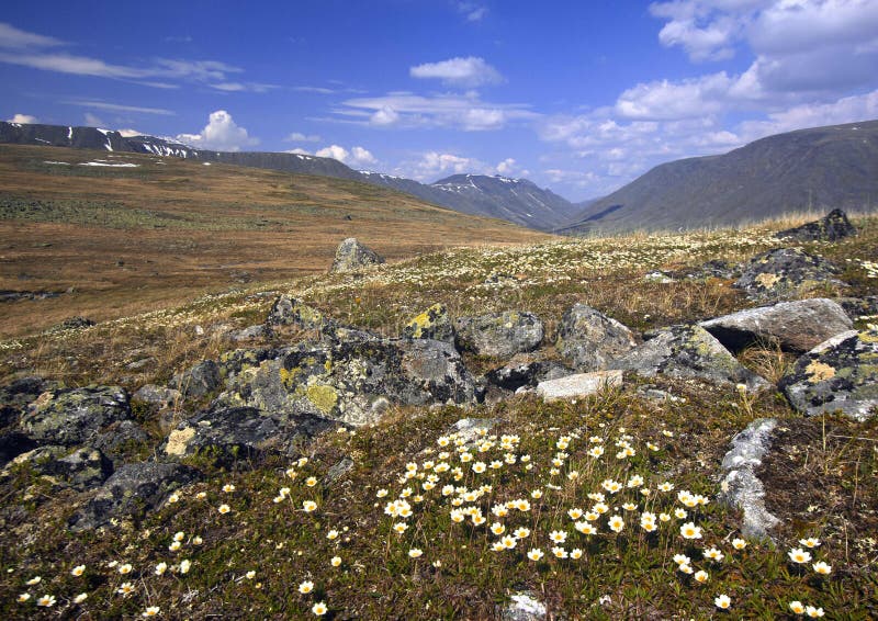 Tundras Blooms Stock Photos - Free & Royalty-Free Stock Photos from ...