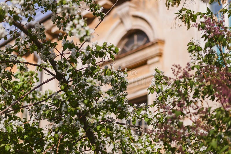 Urban Architecture and Blooming Tall Apple Trees Stock Photo - Image of ...