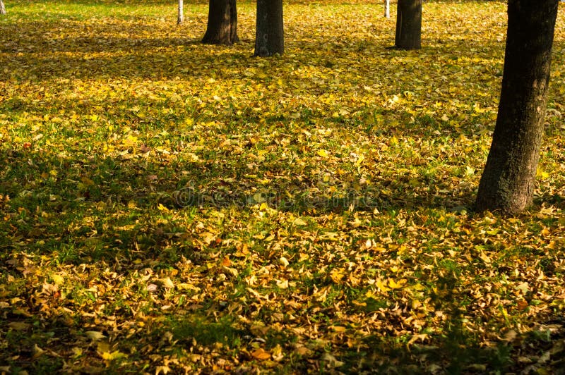 Urban Autumn Landscape with Trees in Sunlight Stock Photo - Image of ...