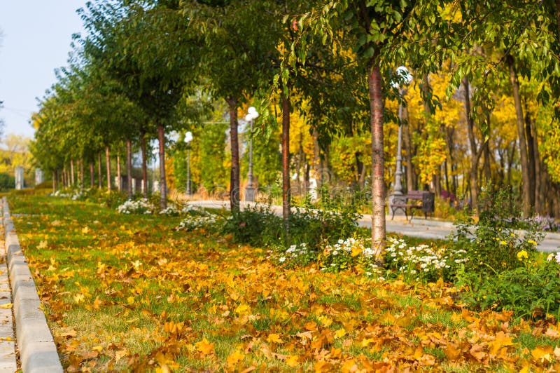 Urban Autumn Landscape with Trees in Sunlight Stock Image - Image of ...