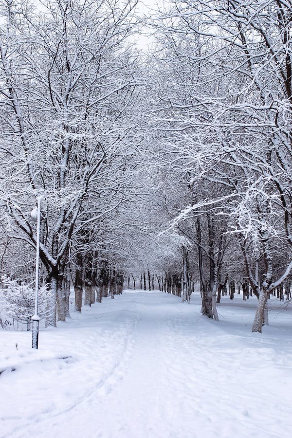 Urban Central Park on the First Snowy Day of Winter Stock Photo - Image ...