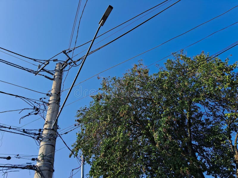 Urban Contrast between Electrical Wiring and a Tree Stock Photo - Image ...