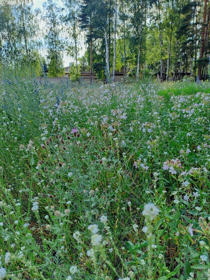 In Urban Courtyards, a Bruise Blooms Stock Photo - Image of biennial ...