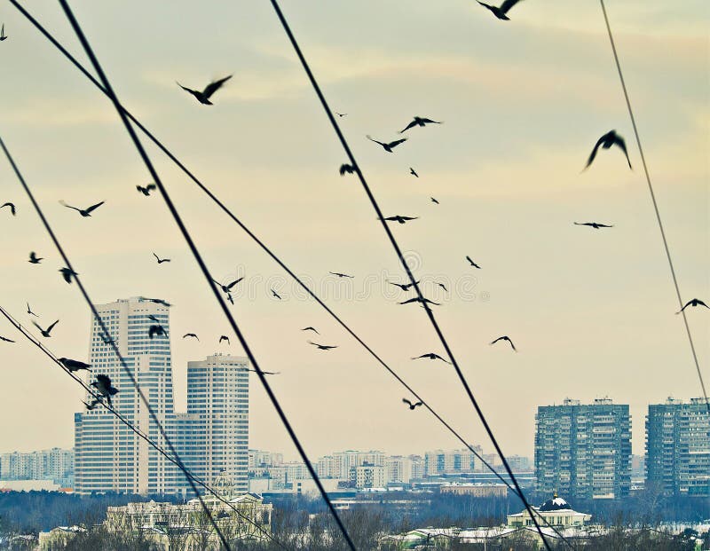 Urban crows stock image. Image of motion, cityscape, fauna - 33024253
