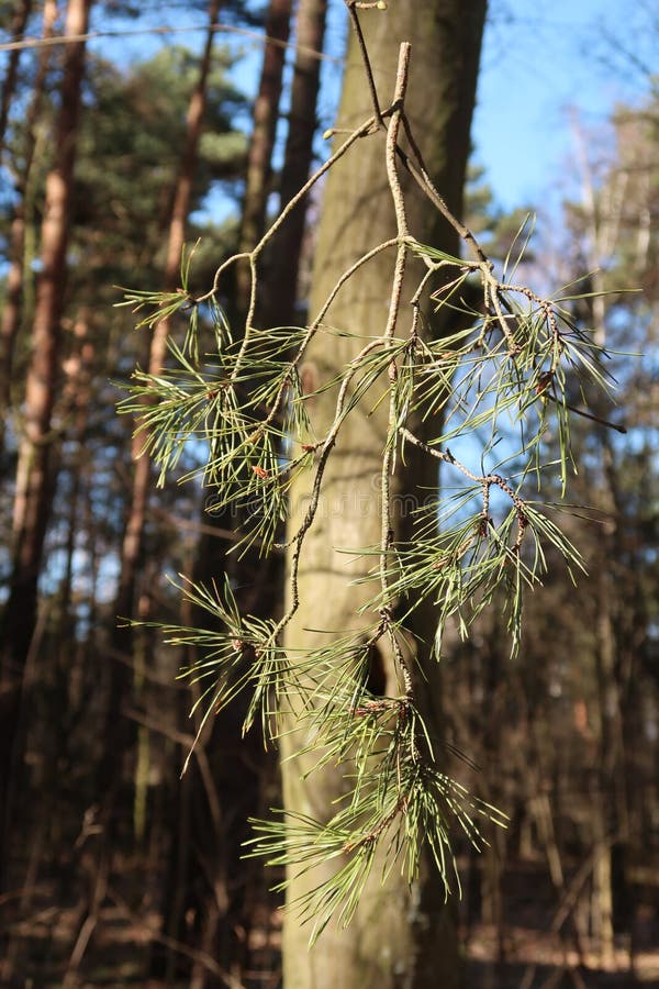 Urban Environment with the Stairs in Gray Color Stock Photo - Image of ...