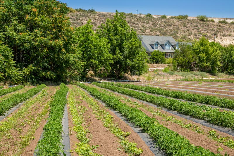 Urban Farming stock image. Image of fields, tour, tail - 72418393
