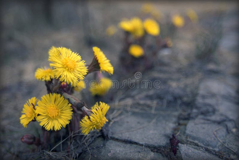 Urban flowers stock image. Image of flowers, urban, nature - 133750575