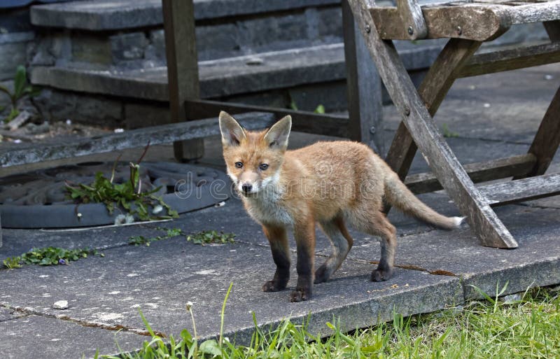 Urban Fox Cub Exploring the Garden Stock Photo - Image of autumnal ...