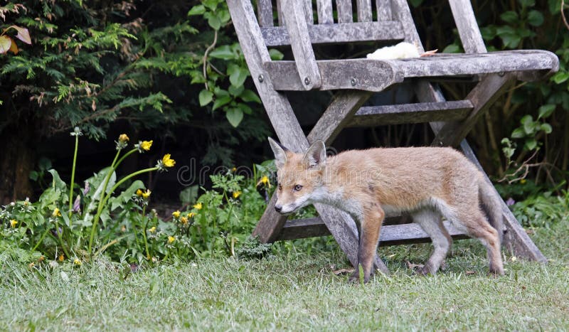 Urban Fox Cub Exploring the Garden Stock Image - Image of foraging ...