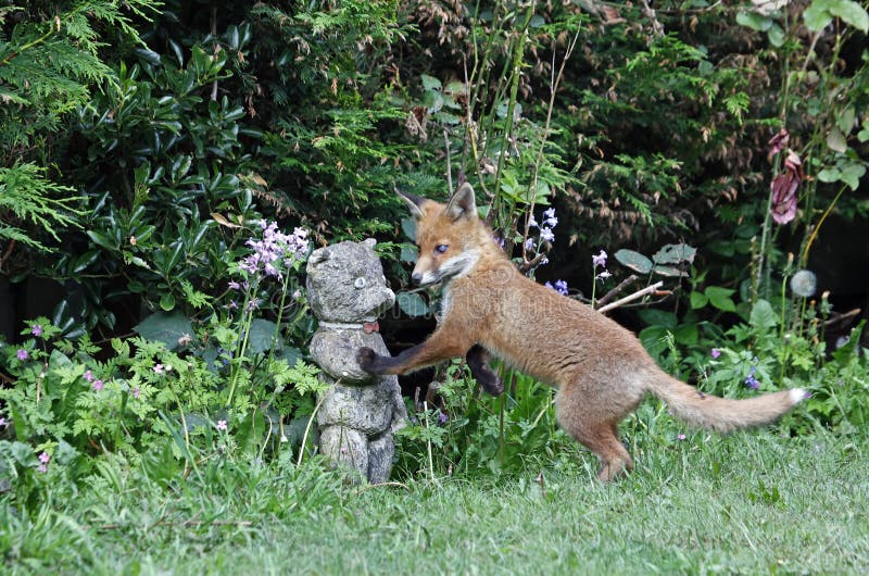 Urban Fox Cub Exploring a Garden Stock Photo - Image of animals ...