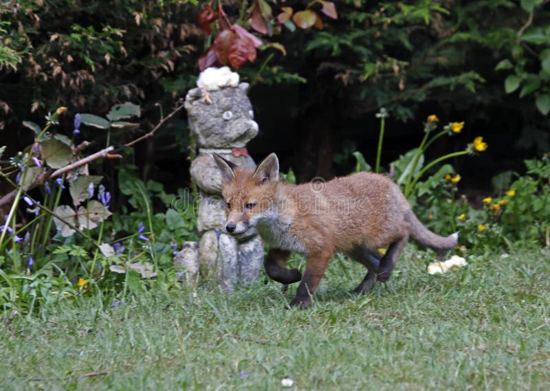 Urban Fox Cub Exploring the Garden Stock Image - Image of animals ...
