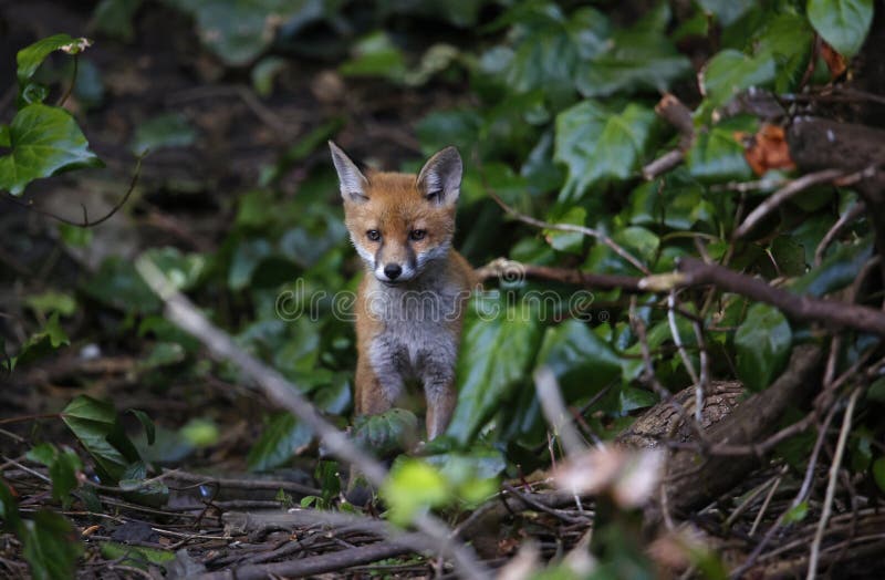 Urban Fox Cubs Exploring the Garden Stock Photo - Image of foxes, wild ...