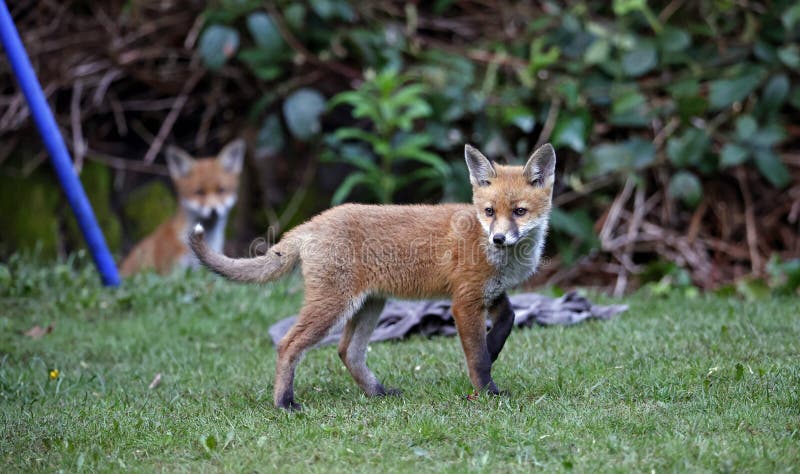Urban Fox Cubs Exploring the Garden Stock Image - Image of cuddly ...