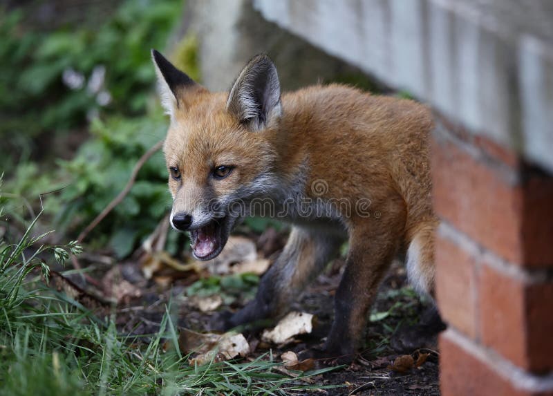 Urban Fox Cubs Exploring the Garden Stock Photo - Image of moor, wild ...