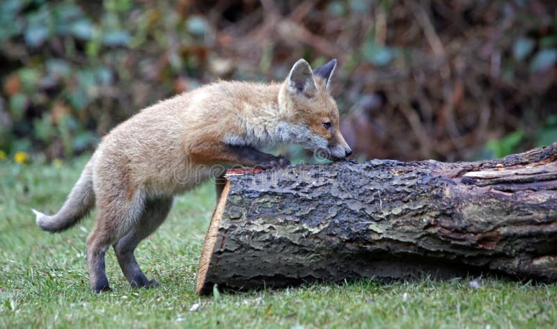 Urban Fox Cubs Playing in the Garden Stock Image - Image of natural ...