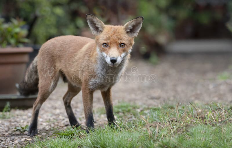 Urban fox in the garden stock photo. Image of wild, garden - 254708100